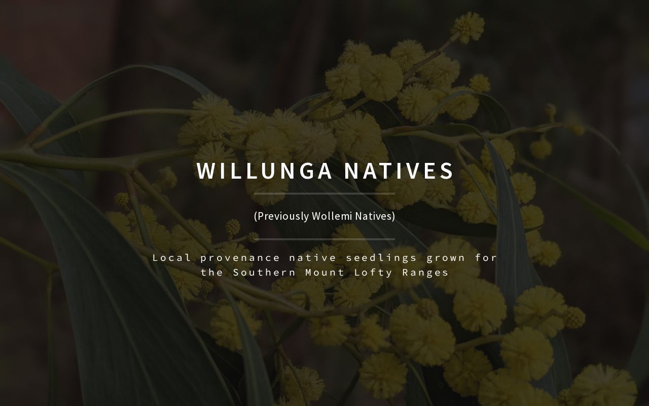 Willunga Natives
